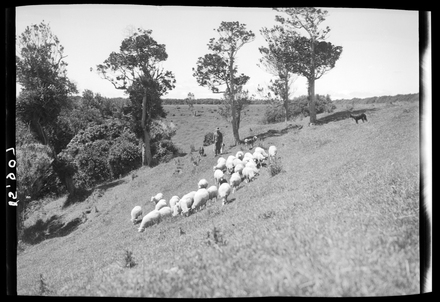 [Sheep muster - Scott's Farm, Hawera] - Collections Online - Auckland ...