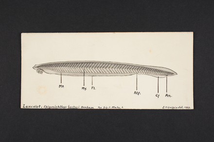Lancelet. Epigonichthys hectori. Benham. - Collections Online ...
