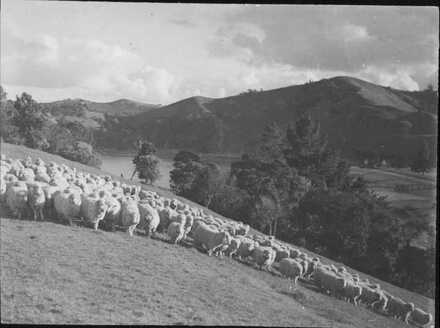 Mustering sheep. - Collections Online - Auckland War Memorial Museum
