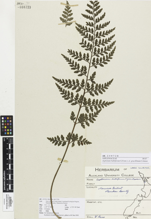 Asplenium bulbiferum A. gracillimum - Collections Online - Auckland War ...