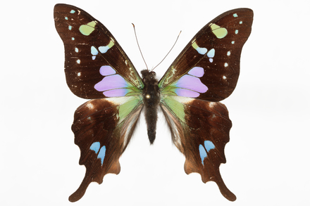Graphium Graphium weiskei - Collections Online - Auckland War Memorial ...