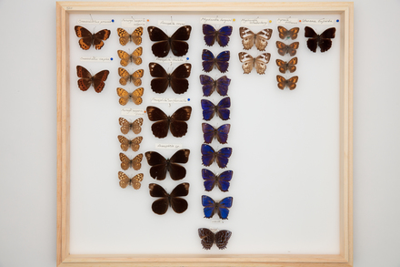 Ptychandra lorquini mindorana - Collections Online - Auckland War ...