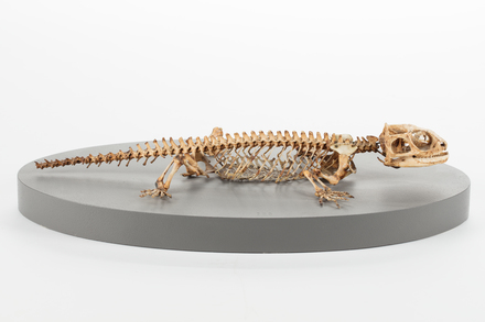 Sphenodon punctatus - Collections Online - Auckland War Memorial Museum