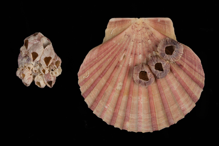 Balanus trigonus - Collections Online - Auckland War Memorial Museum