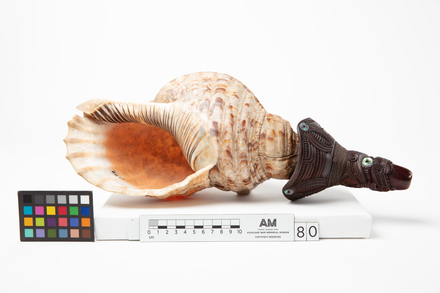 Putatara - Collections Online - Auckland War Memorial Museum