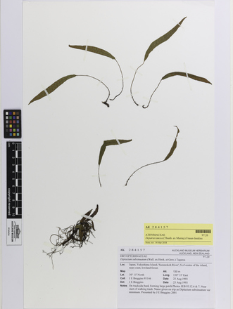 Deparia lancea - Collections Online - Auckland War Memorial Museum